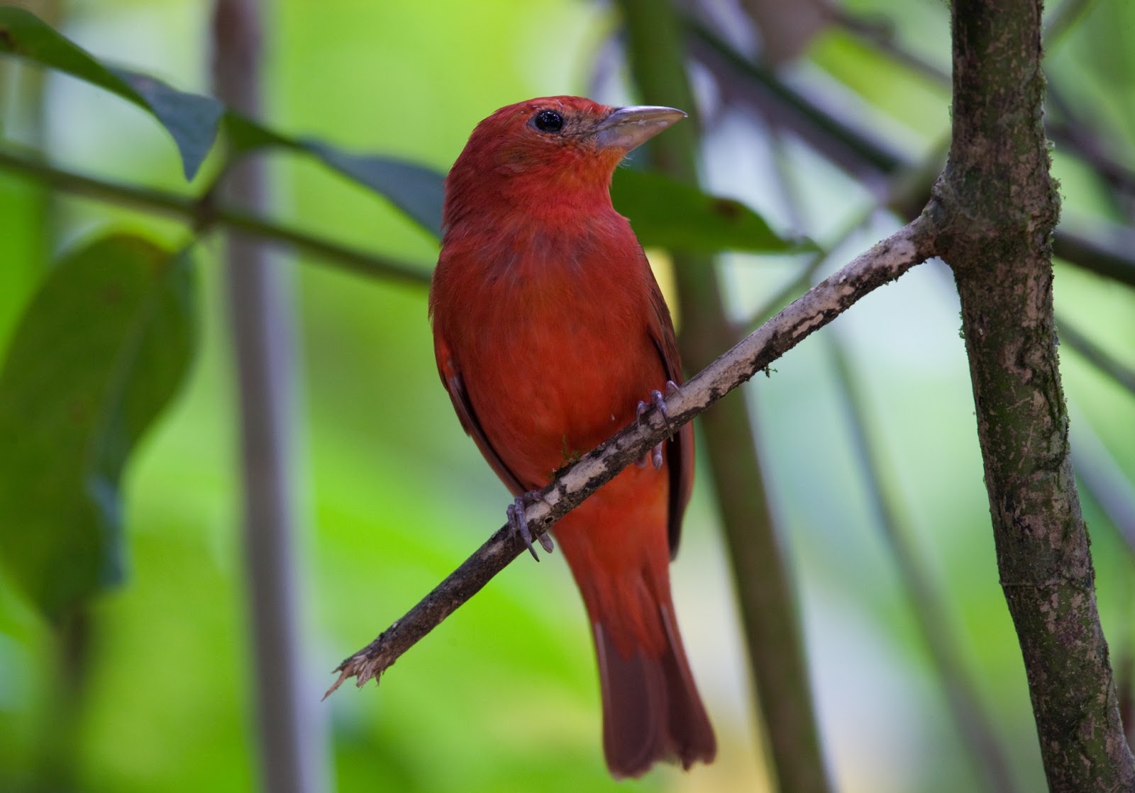 Garden Birds and other sightings...: La Selva - full day
