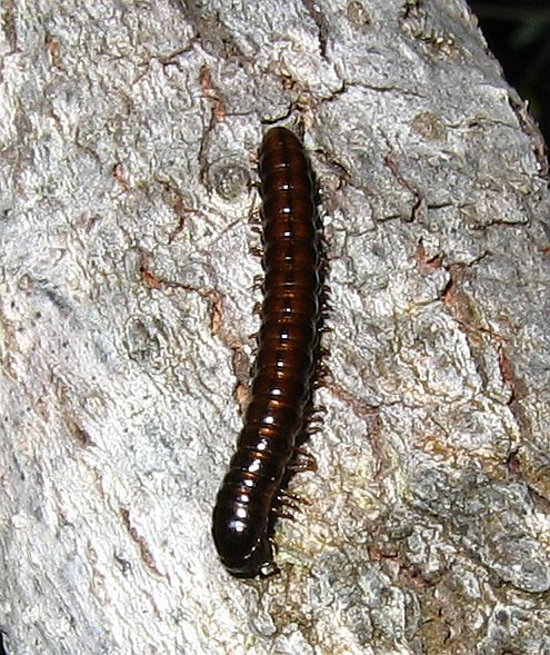 Esperance Fauna: Millipedes - Order Polydesmida
