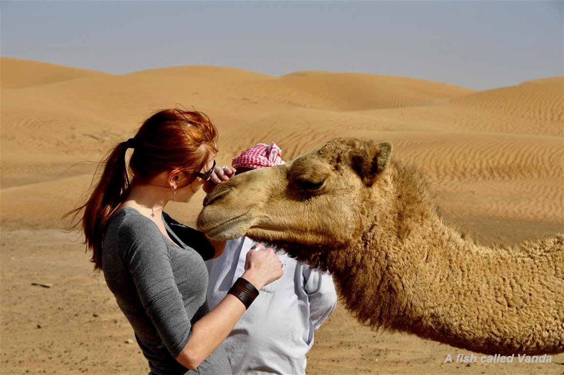 Life in Dubai: Camels