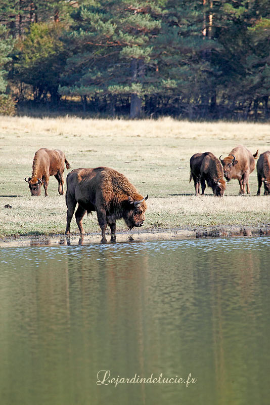 Bisons d’Europe, Bison bonasus, le mâle.