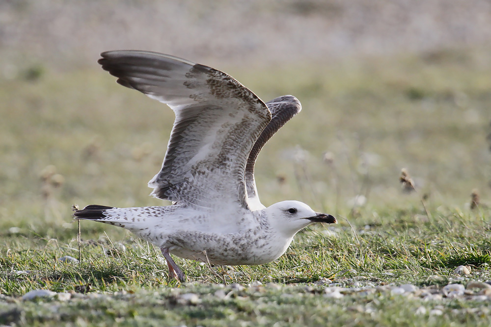 Richard Smith - Birdwatching Days Out: Caspian Gull, 1st winter ...