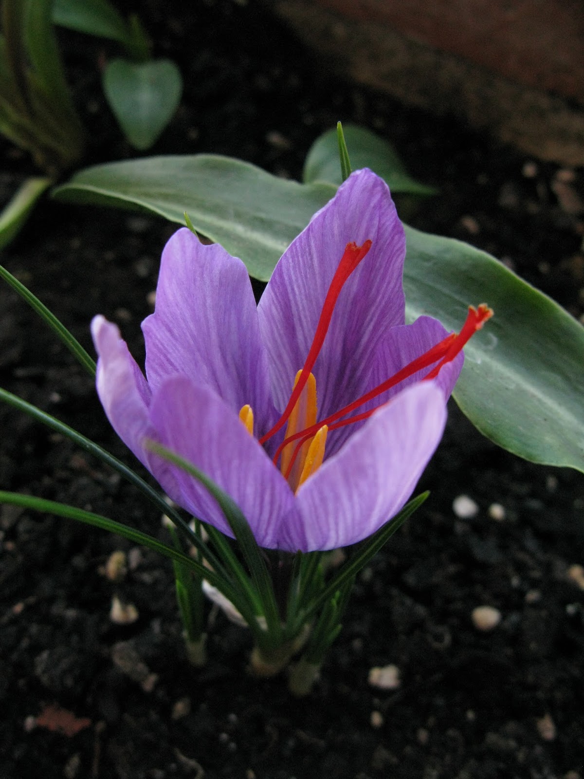 Flores y Palabras: Flores de azafrán