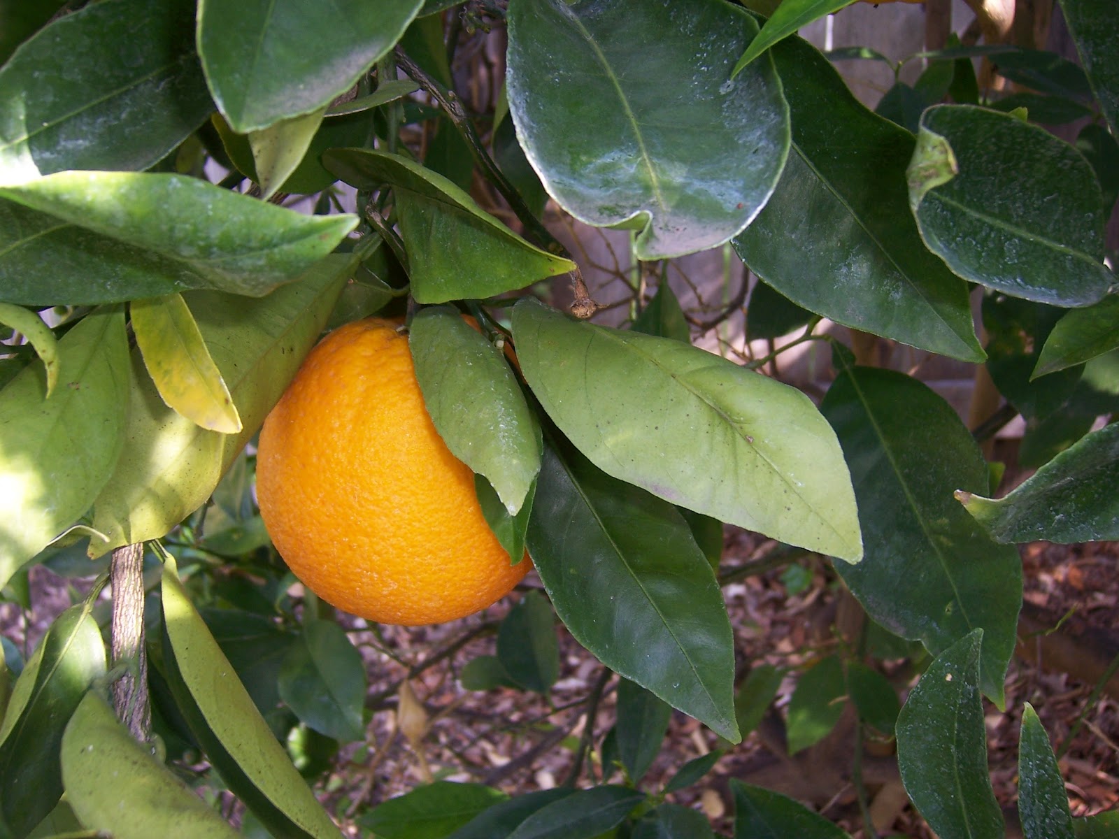 Confessions of a Lazy Gardener: What's Blooming in April? Navel Orange