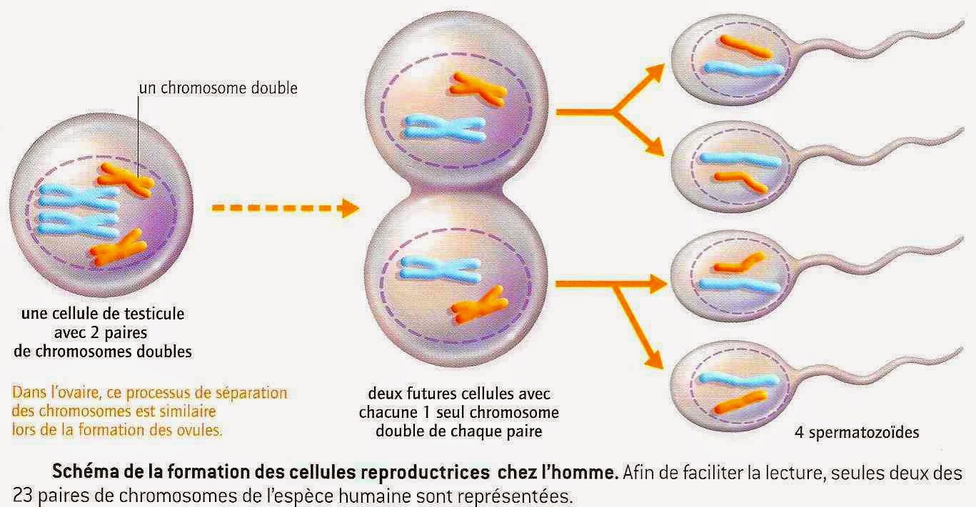 SVT.RAVEL: Troisième