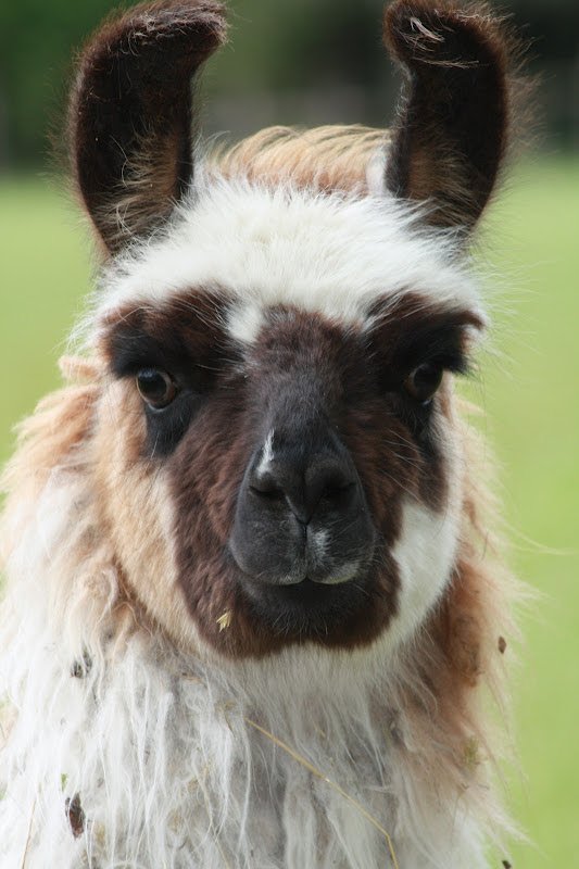 Polliwog on Safari: Wordless Wednesday: Llama