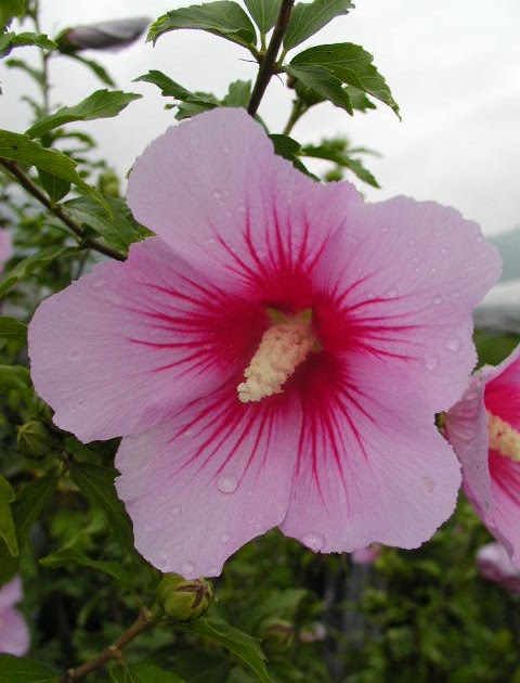 Tradicion y Cultura de Corea del Sur: FLOR NACIONAL