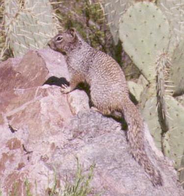 The News For Squirrels: Squirrels of Texas: The Rock Squirrel