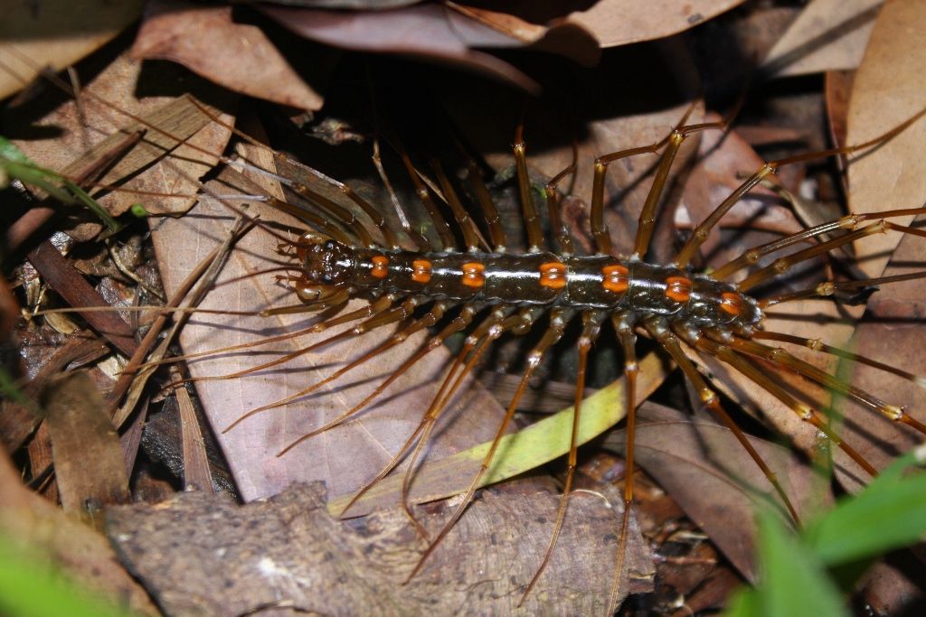 Real Monstrosities: Thereuopoda