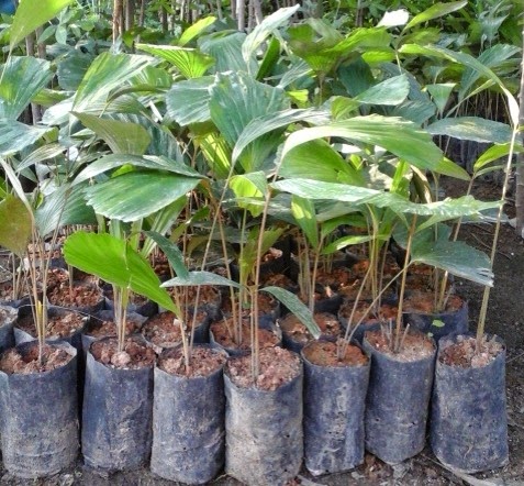 Bibit Sawit, Karet dan Aren: 02/09/15