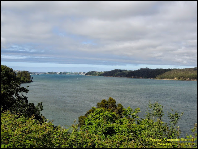 Ría de Ribadeo: Limícolas en paso pola Ría de Ribadeo