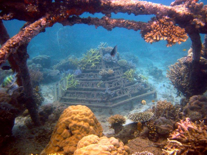 AMED SCUBA BALI DIVING CENTER # FOR THE LOVE OF DIVING: BIOROCK - A ...