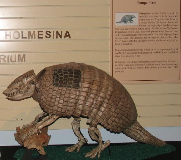 El Pensieve de Dinorider: Fósil de Miércoles: Holmesina el Pampatérido