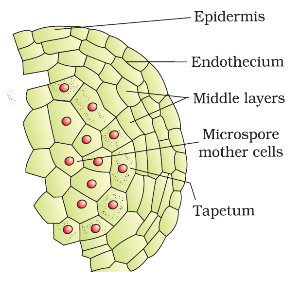Biology notes for class 12: Chapter 2 - SEXUAL REPRODUCTION IN ...