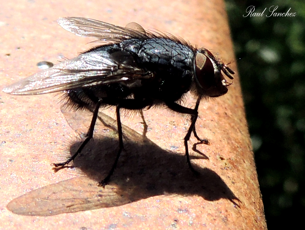 Naturaleza Viva : Mosca Azul