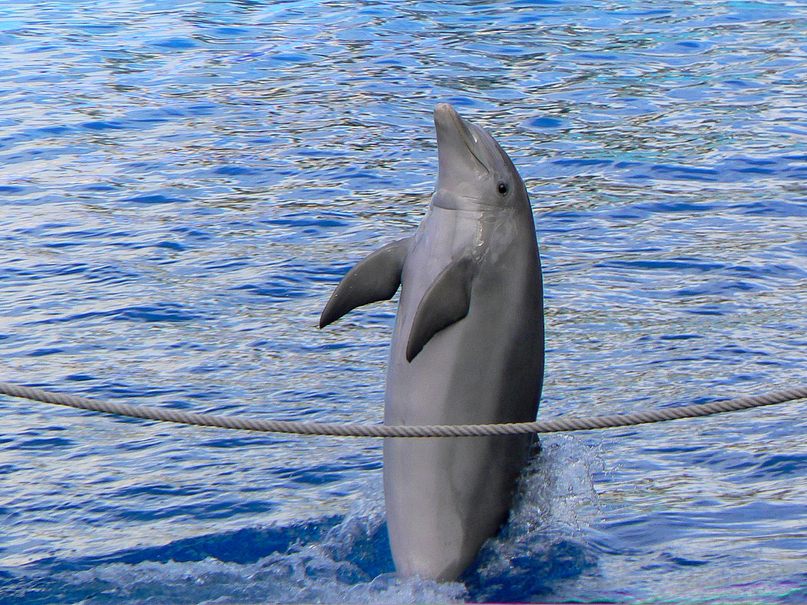 montse, una mica de tot: AVUI ACTUACIÓ DELS DOFINS