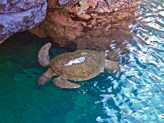 Nature Photography: Galapagos Reptiles & Turtles