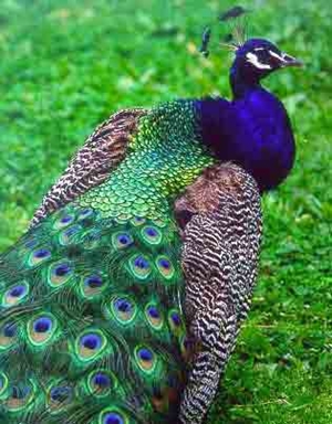 TangoPony: The Peacock, Drag Queen of the Bird World