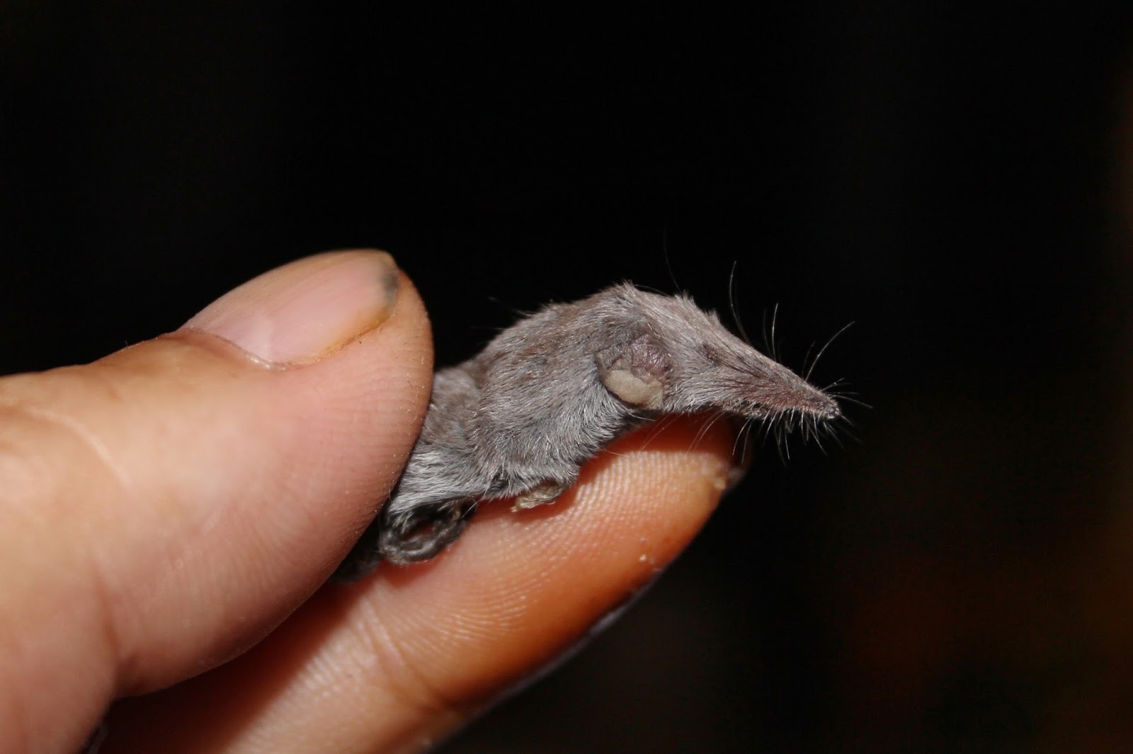 Mammals of Cyprus - Τα θηλαστικά της Κύπρου by George Konstantinou ...