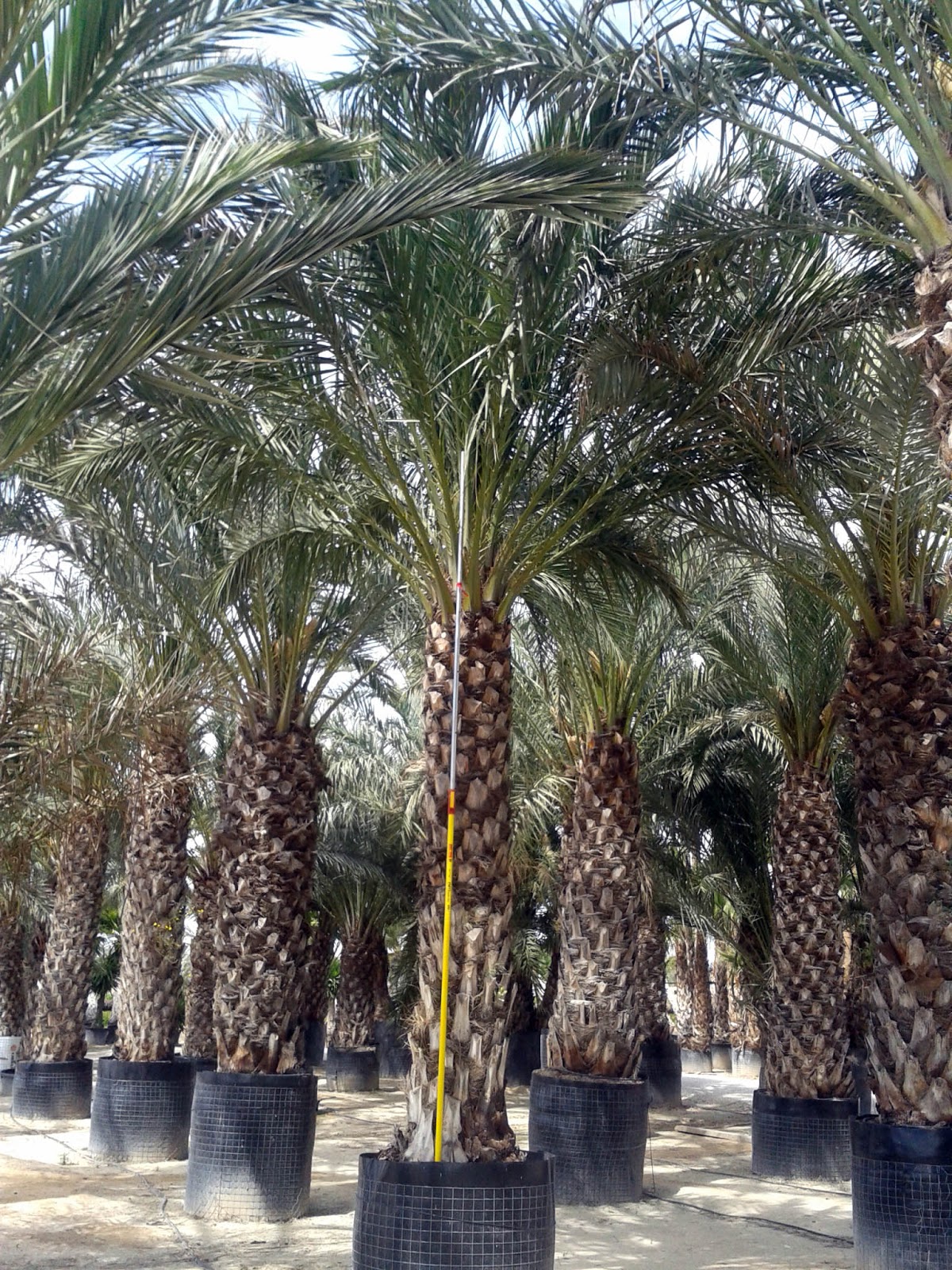 Phoenix dactylifera «datilero» - Id Plantae