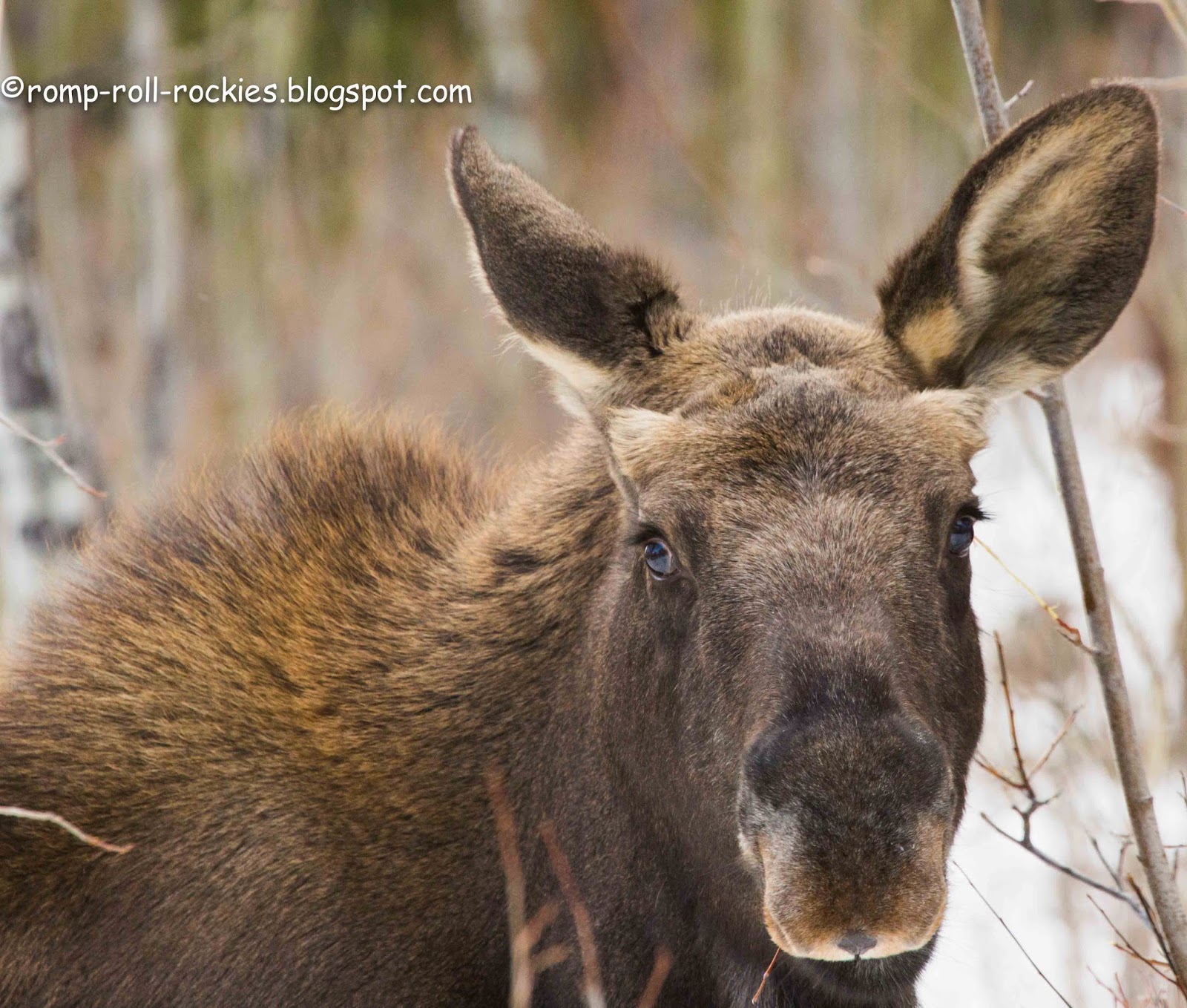 Romping and Rolling in the Rockies: A Moose Meeting