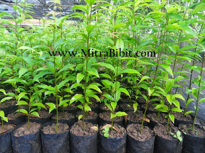 CV. Mitra Bibit: Poin-Poin Penting dalam Budidaya Tanaman Kayu Manis