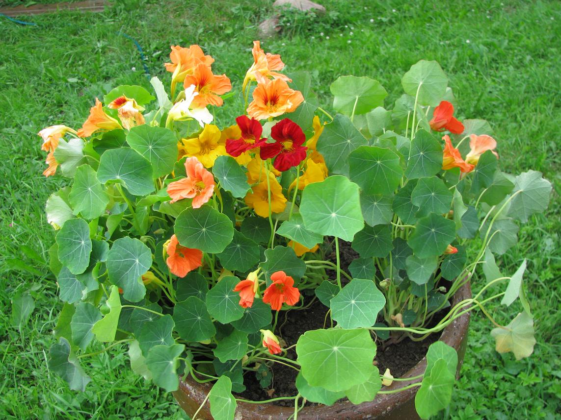 Kaubi maablogi: Suvelilled