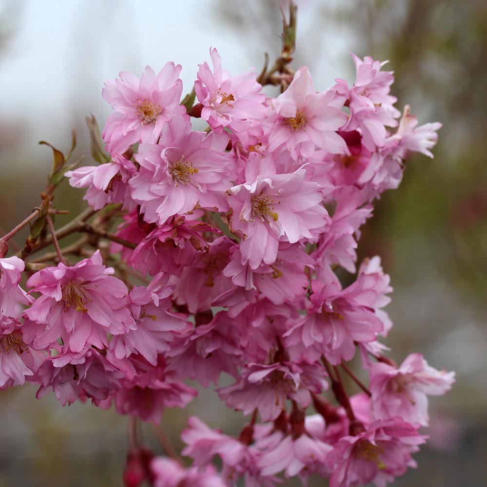 IL ETAIT UN PETIT JARD'AIN ...: FOCUS PRUNUS MALUS TRESORUS ...