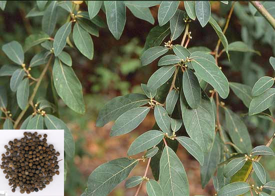 Mountain spicy tree fruit (BI CHENG QIE)-Litsea cubeb-Fructus Litseae