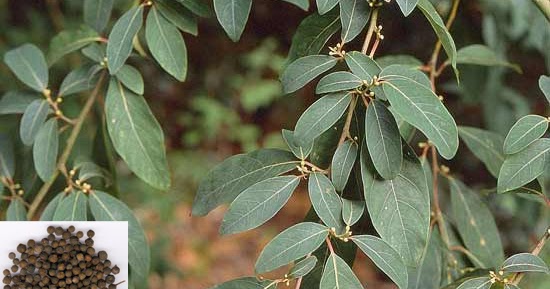 Mountain spicy tree fruit (BI CHENG QIE)-Litsea cubeb-Fructus Litseae