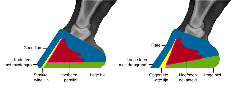 Paardenhoeveninfo: De witte lijn