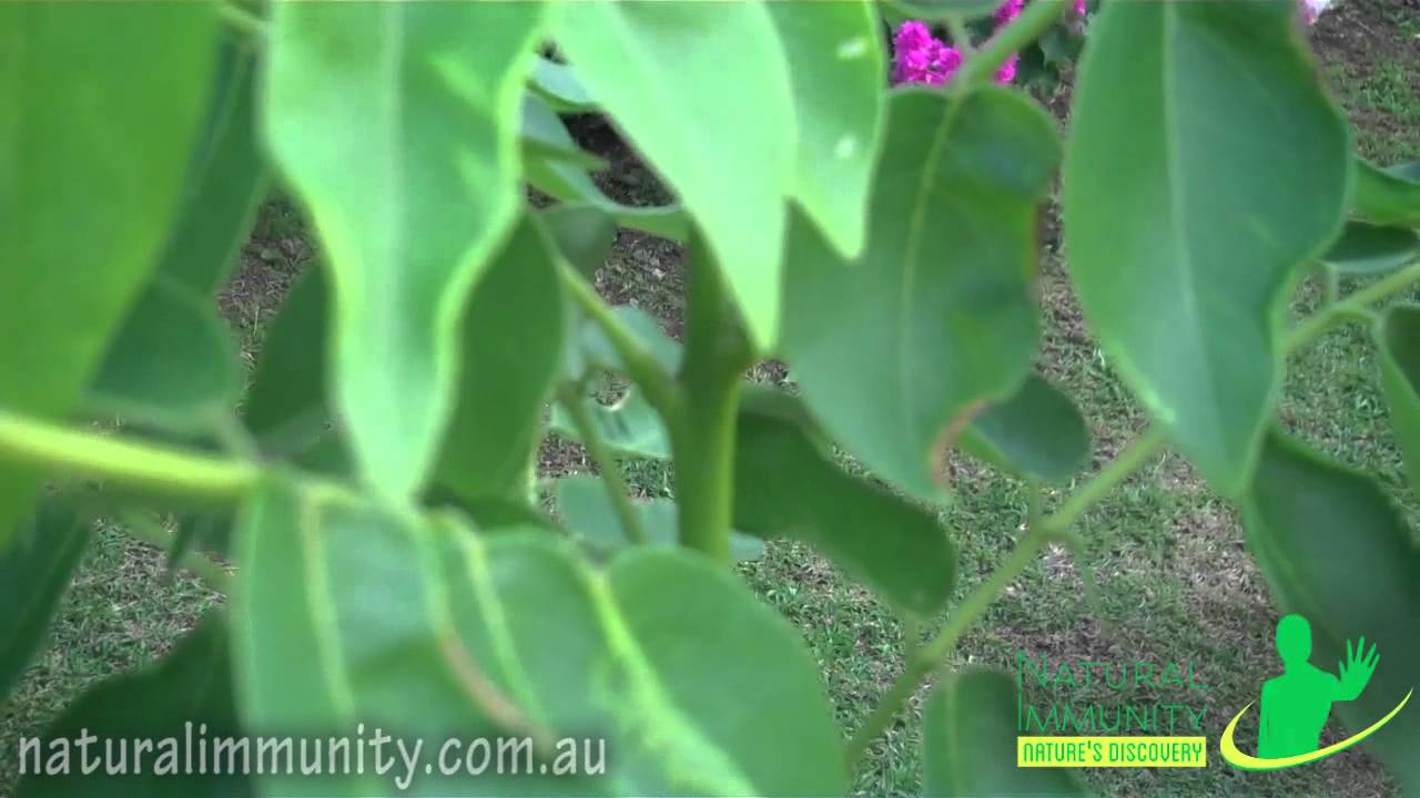 kakawate - philippin news collections