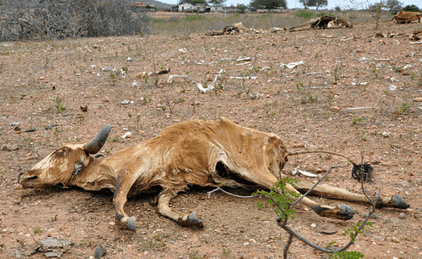 ser tão/sertão: O FUNERAL DA VACA MAGRA