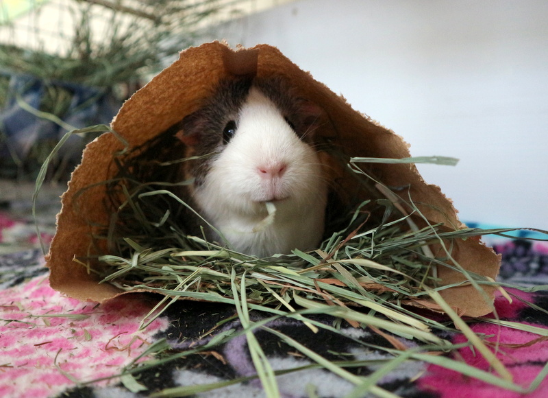 Crafts, Cavies and Cooking: Nesting