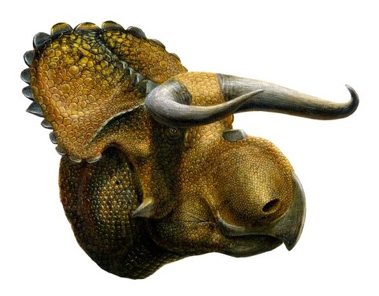 Species New to Science: [Paleontology • 2013] Nasutoceratops titusi • A ...