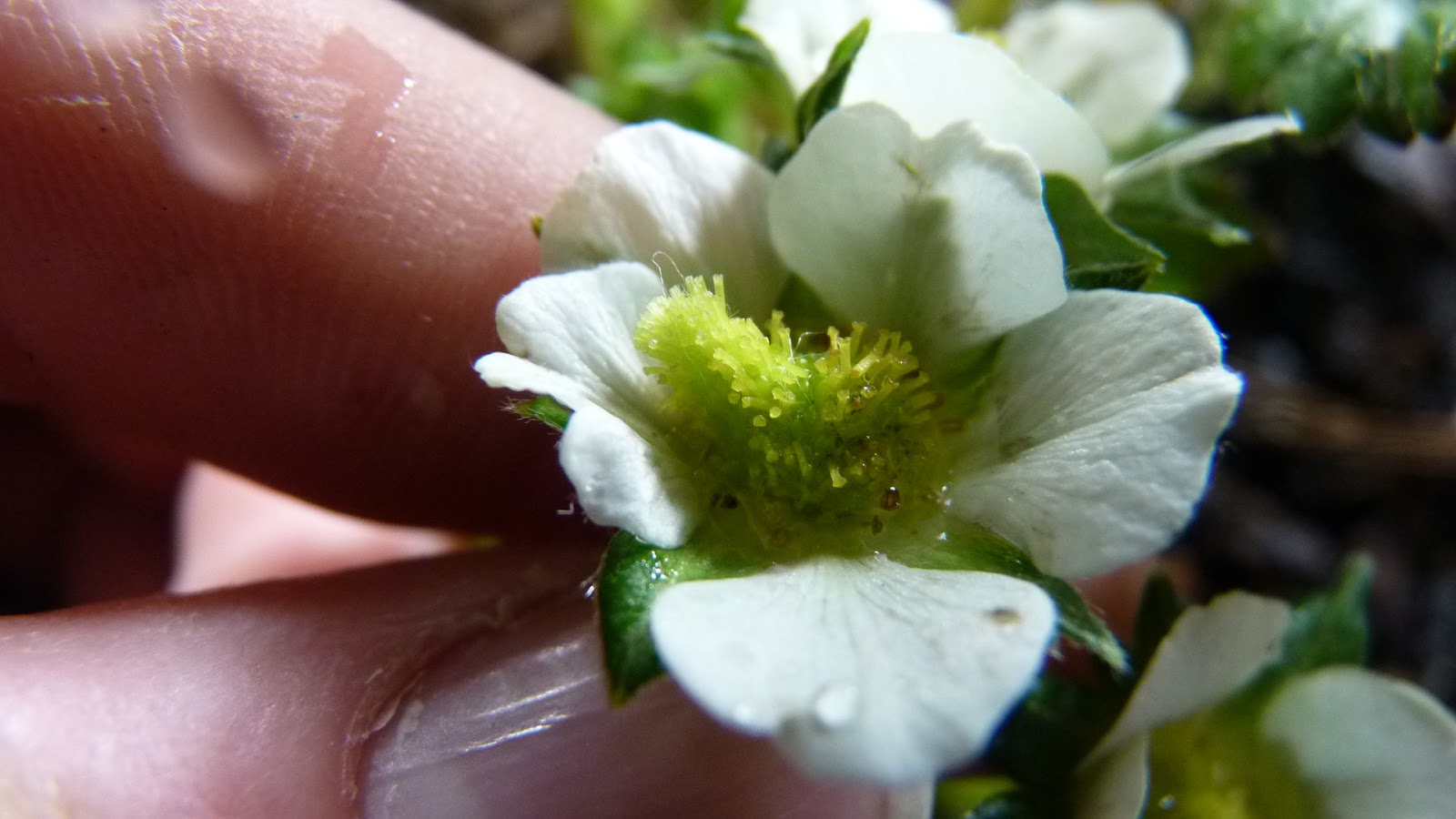 Edible and Elegant Urban Gardening : Hand Pollinating Indoor ...