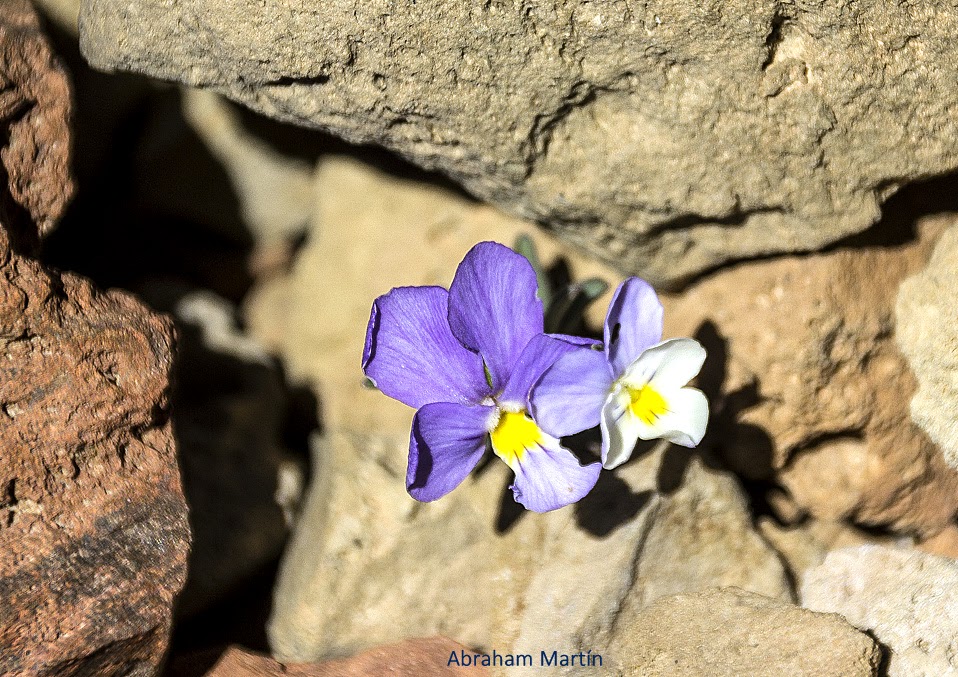 TENERIFE EN IMÁGENES: VIOLETA DEL TEIDE EN FLOR (MAYO, 2015)