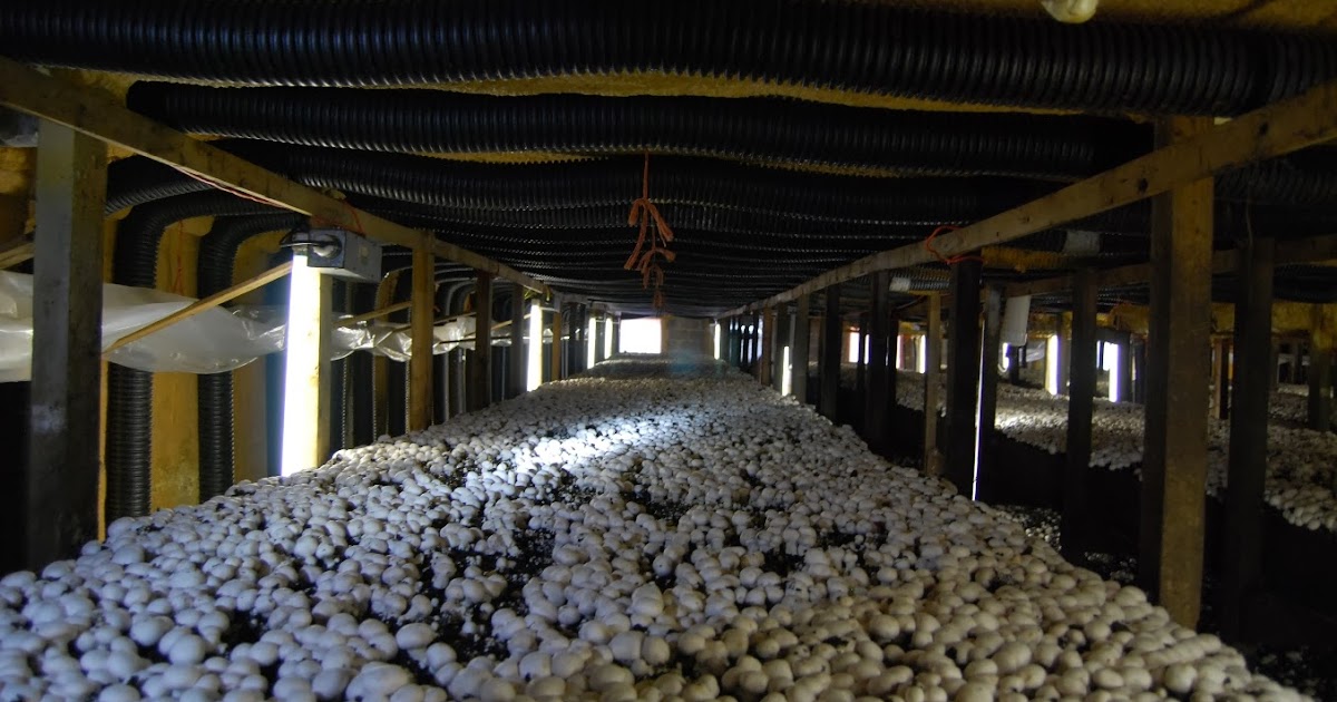 HOW TO GROW MUSHROOMS |The Garden of Eaden