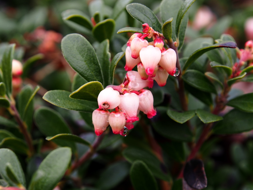 Clark's Oregon Wildflower Blog: Kinnikinnick