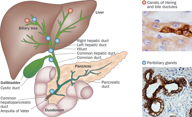 Liver Education with Morgan da Organ
