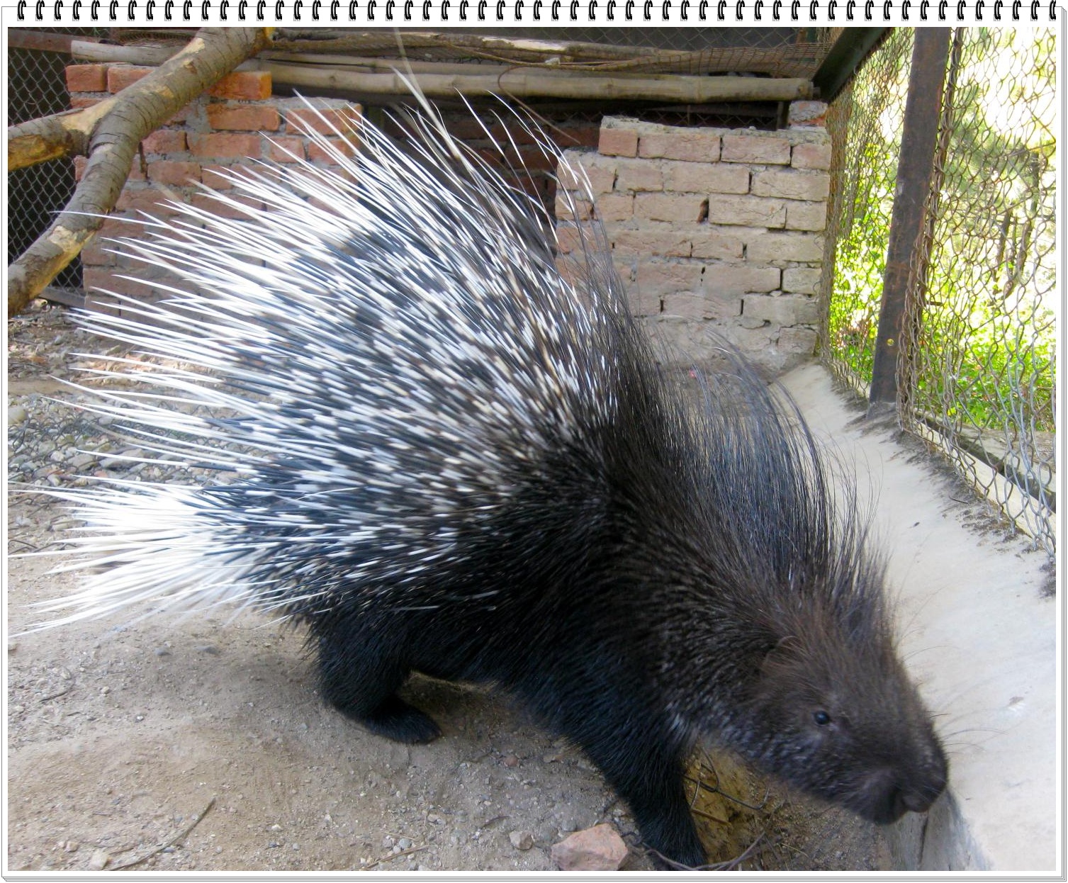 Witty Nity: porcupines.... The Animal with Quills