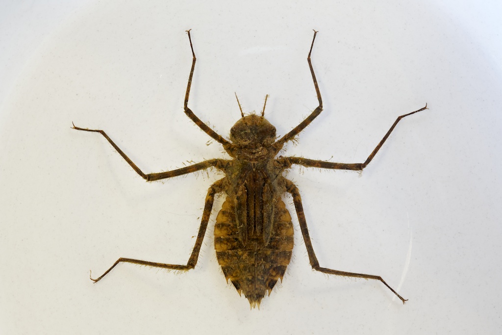 Macromiidae - Alchetron, The Free Social Encyclopedia