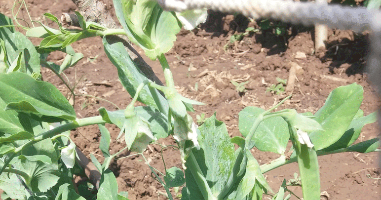 Recursos para un Huerto Sostenible: ELIMINAR PULGONES Y TRIPS DE HABAS ...