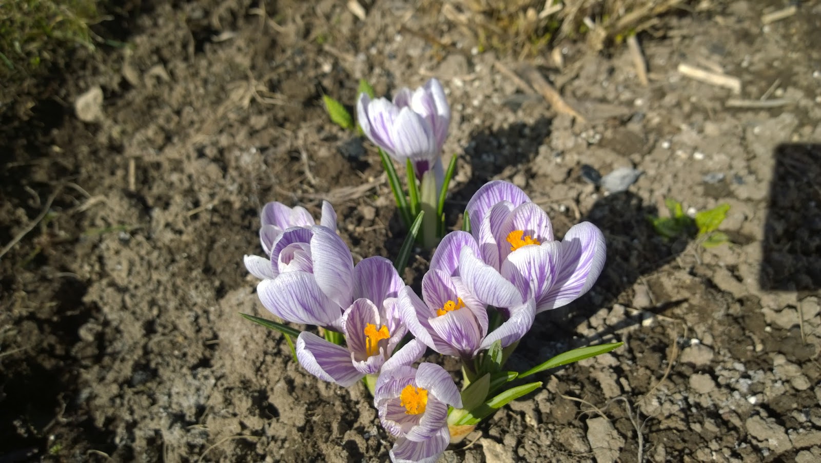 Manni tegemised: Krookus