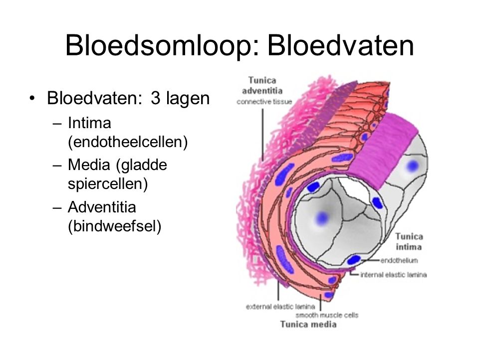 Wetenschappelijk onderzoek; Shock geinduceerd endotheliopathy (SHINE ...