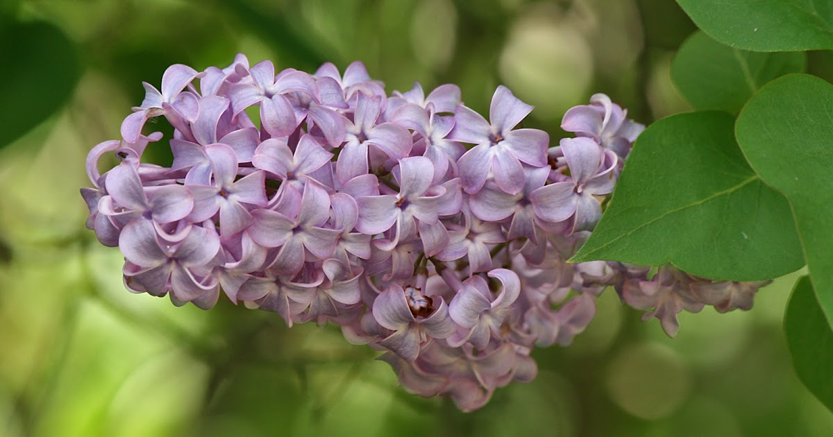 Lilac It or Not: Hold Off On Pruning Until Flowers Fade