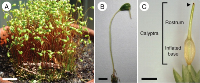 Moss Plants and More: Exploring Calyptra Function: A dissertation saga ...