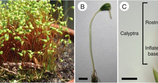 Moss Plants and More: Exploring Calyptra Function: A dissertation saga ...