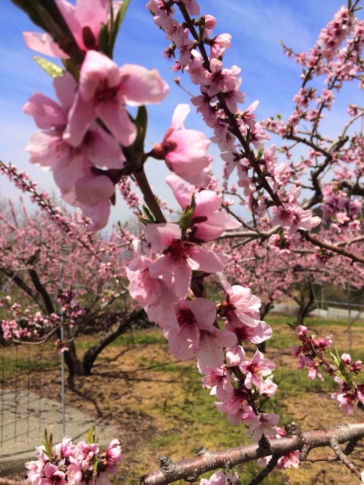Bunga Persik Warnai Yamanashi | Life in Yamanashi - Home of Mt. Fuji