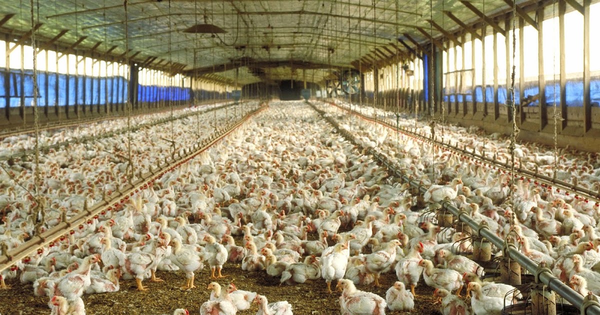 HOW TO START A POULTRY FARM (A MINI GUIDE) | how to start a farm