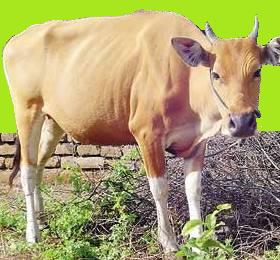 sulaemaneman: sapi bali